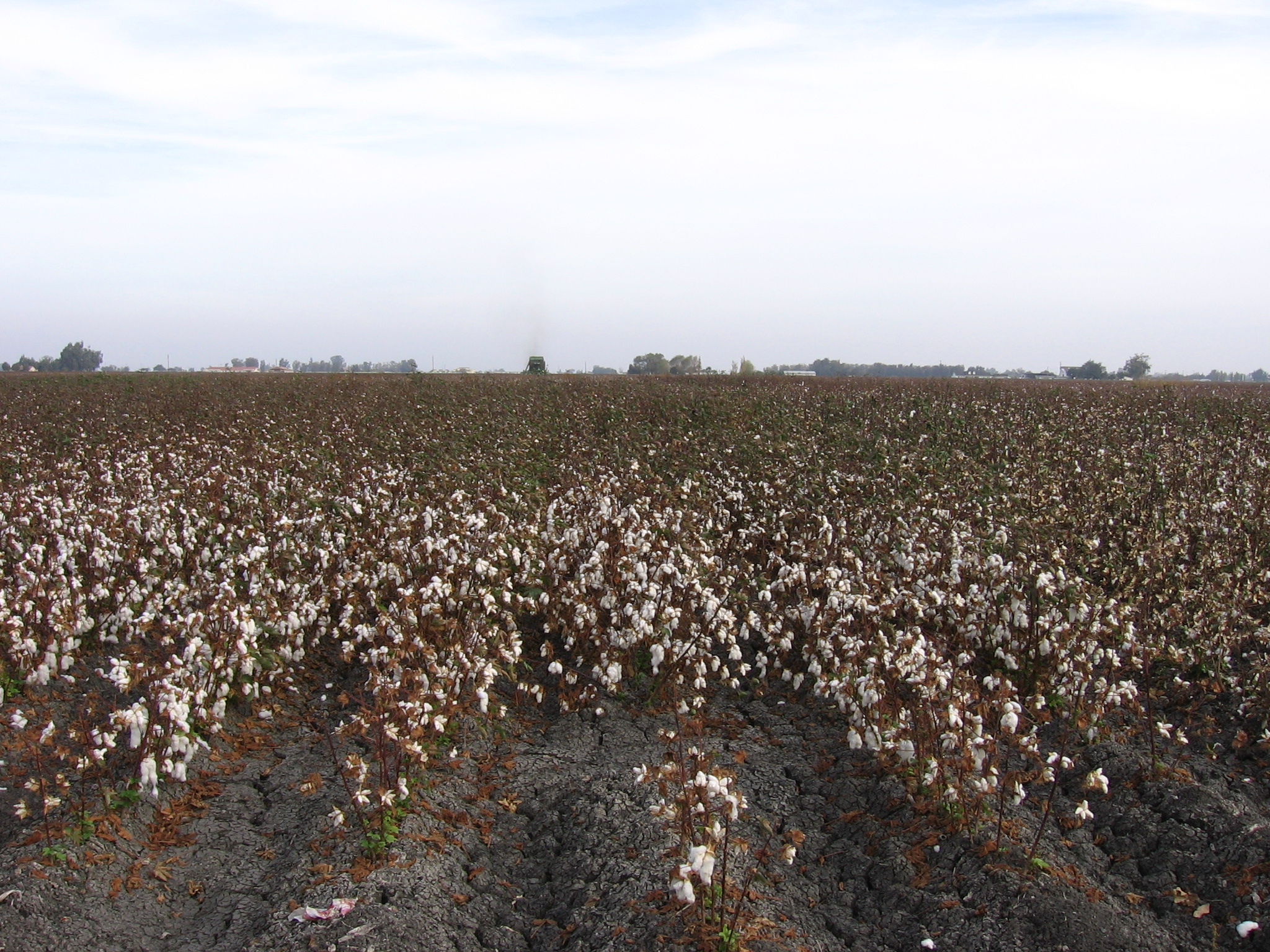 Cotton Harvesting in Los Banos - CNCH