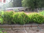 Indigo in your Garden and your Dye-pot - CNCH