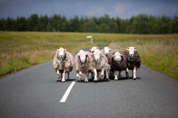 The Smiley-Faced Sheep of Beatrix Potter - CNCH